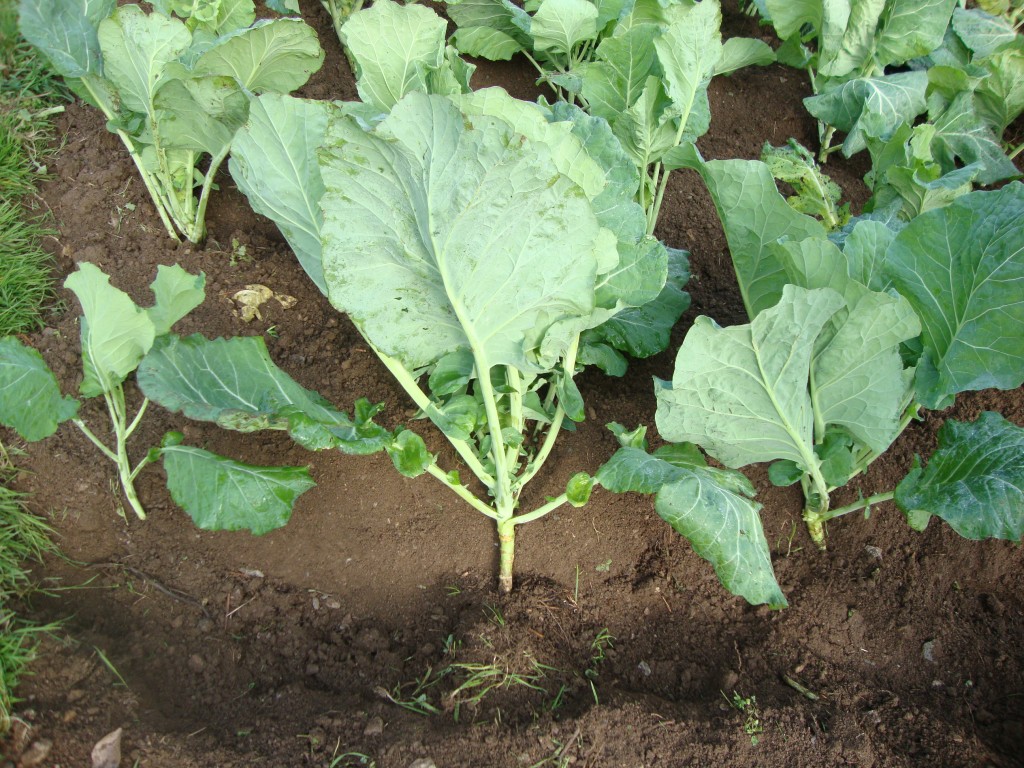 Vivir no campo – As berzas | Carme Diando polo mundo